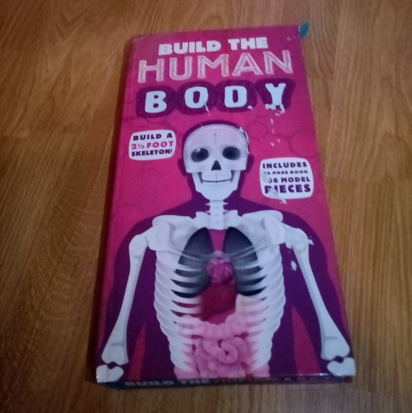 no brand | Toys | Build The Human Body Over 2 Foot Long Skeleton | Poshmark